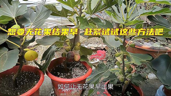 你知道无花果结果早的“诀窍”吗?有5点,业内顶级大咖都在用!