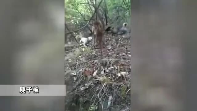 国家保护动物被狗咬伤,腹部咬穿流血不止,热心群众接力救助