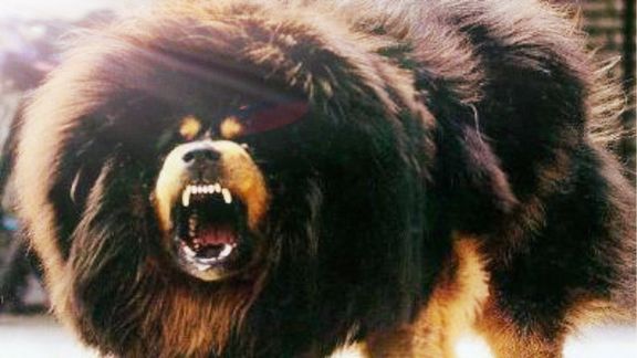 世界十大战斗力最强的狗