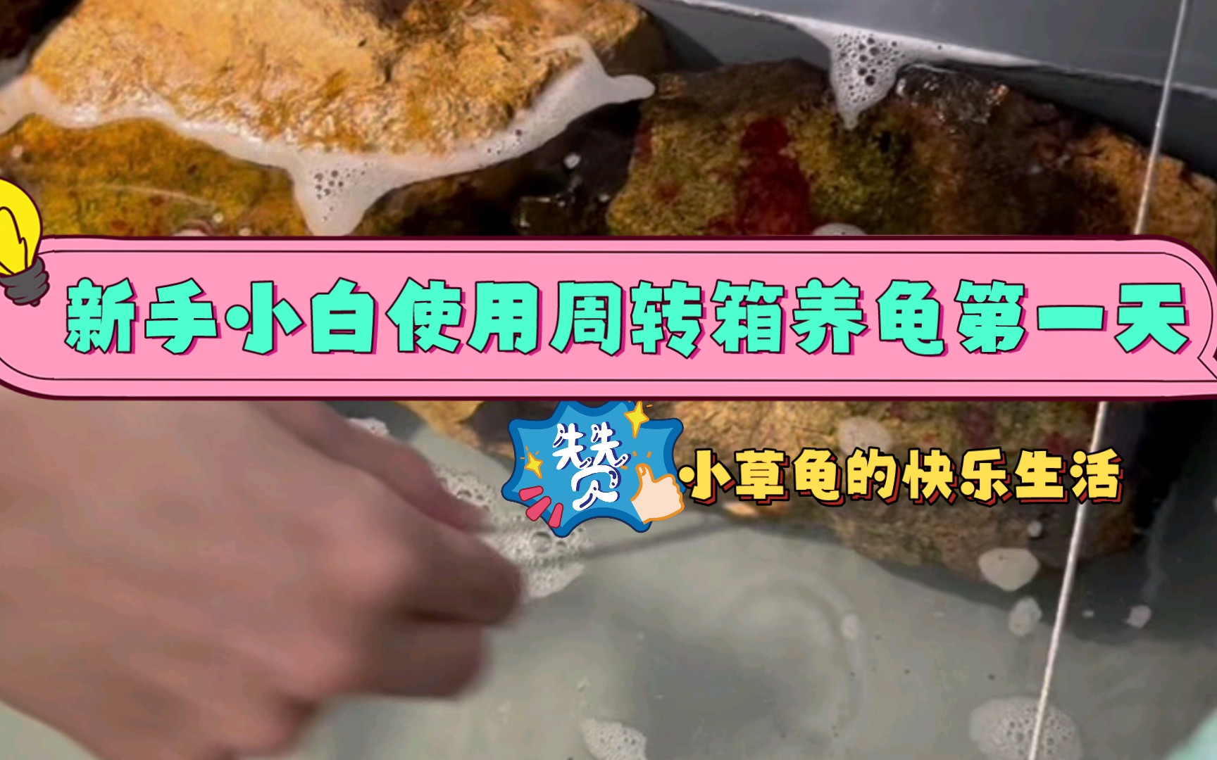 新手小白使用周转箱养龟第一天