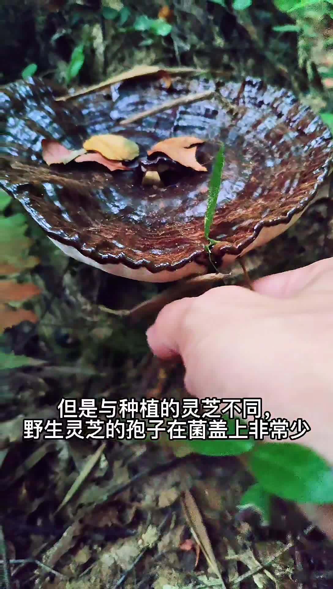 野生灵芝也有孢子粉只是相比种植的就少很多野生灵芝健康养生广告助手