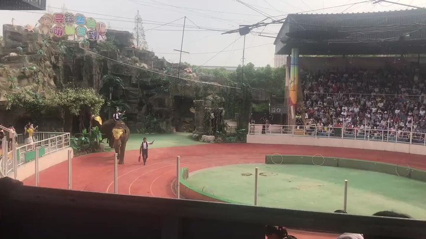 上海野生动物园动物表演,真的很精彩
