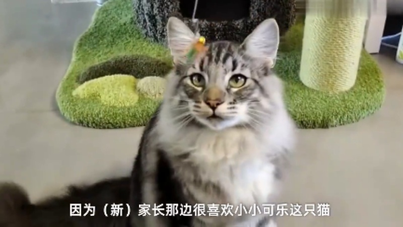 被误做绝育猫主人再发声-医院已道歉并赔偿,望规范宠物医疗