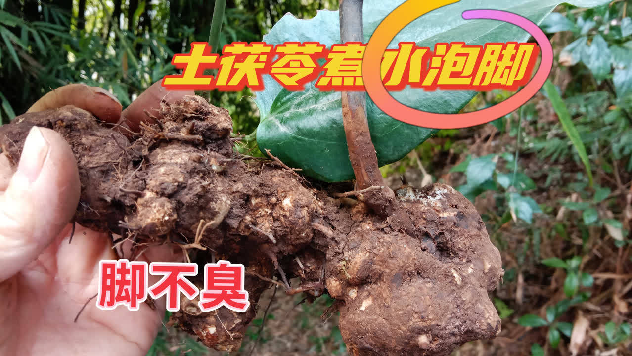 挖到好大的一个土茯苓有啥用途?用它煮水泡脚,除湿脚不臭