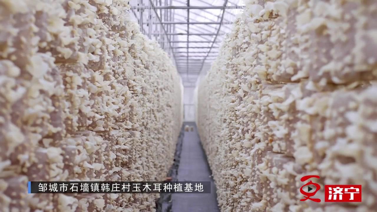 晶莹玉木耳璀璨小康路#好物推荐#优质农产品
