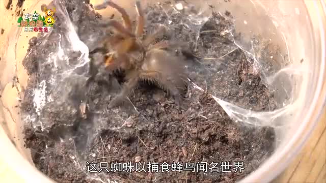 盘点世界上最诡异的动物!一只鸭子长有四只脚?