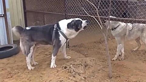 中亚牧羊犬VS野狼! 论战斗力和气势谁更强?