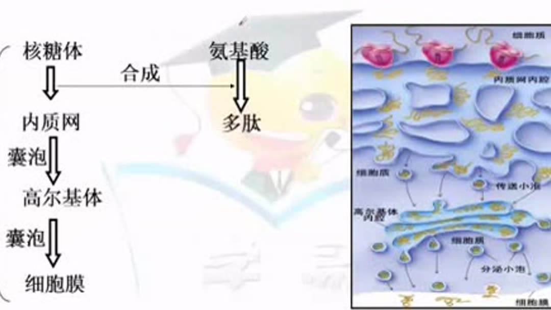 细胞器之间的协调配合