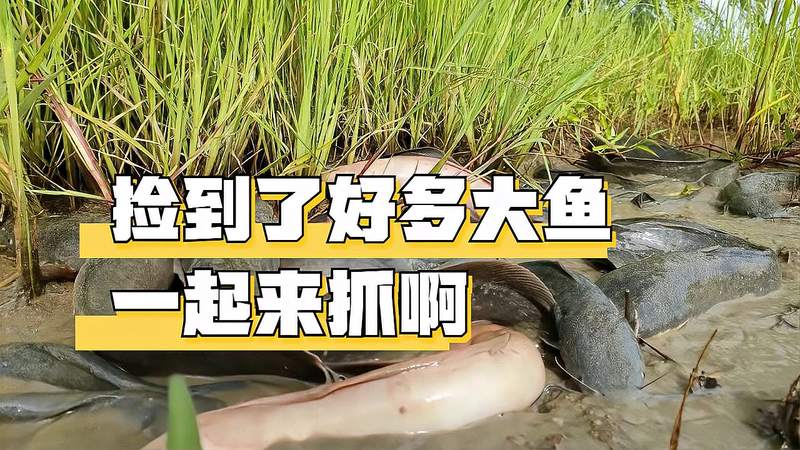 稻田里抓鱼,好多大鱼,吃都吃不完2