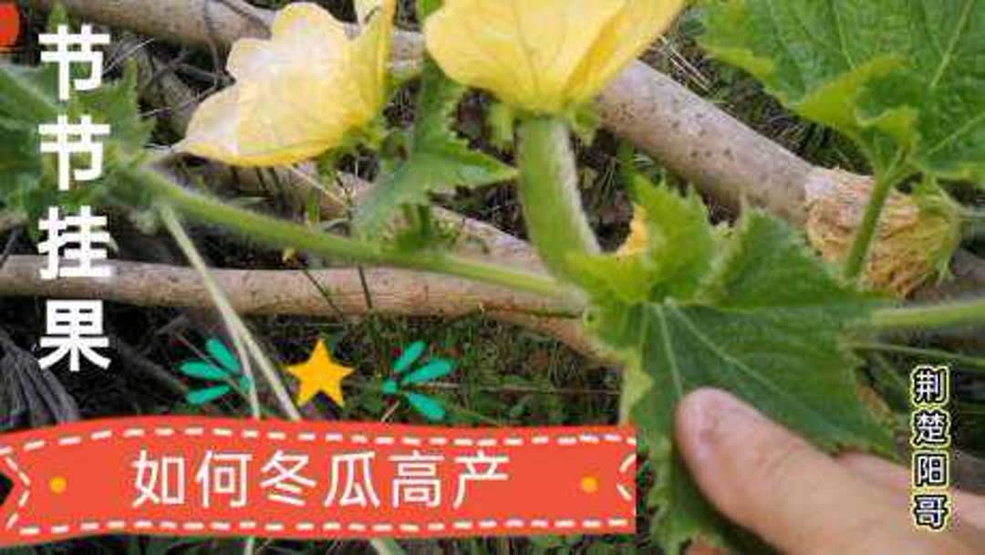 冬瓜不结果又烂瓜,简单这样弄一下,藤上一个结一个
