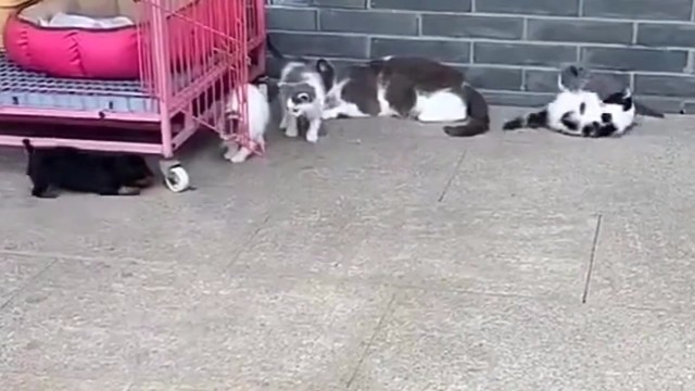 狗狗和猫咪为了孩子打架,有话好好说不行吗