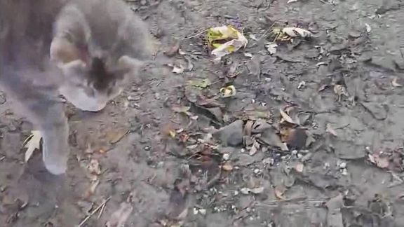 猫追老鼠25秒差一滴血,鸡用行动像猫证明老鼠要这么抓