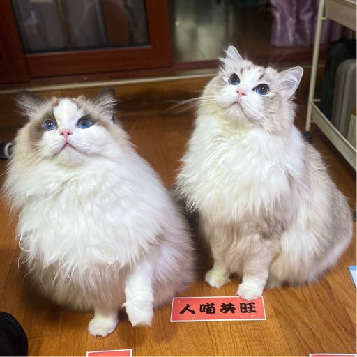 哈噜伊敦不贪吃 