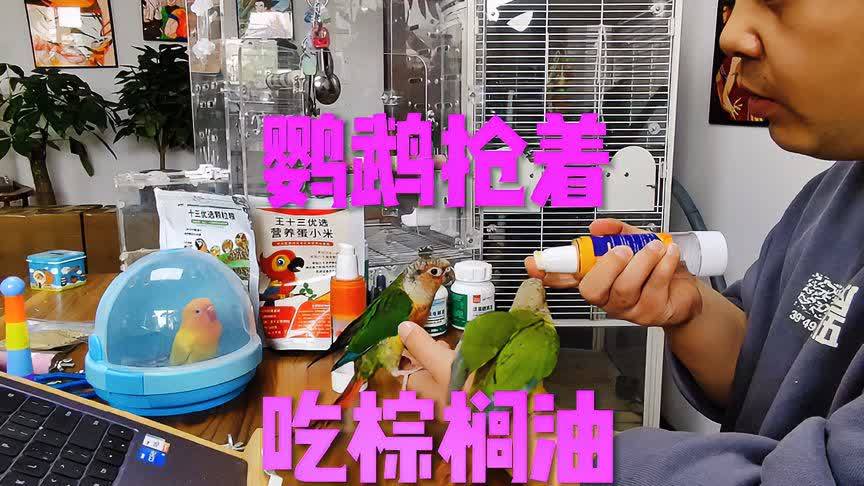 棕榈油比颗粒粮的诱惑还大!