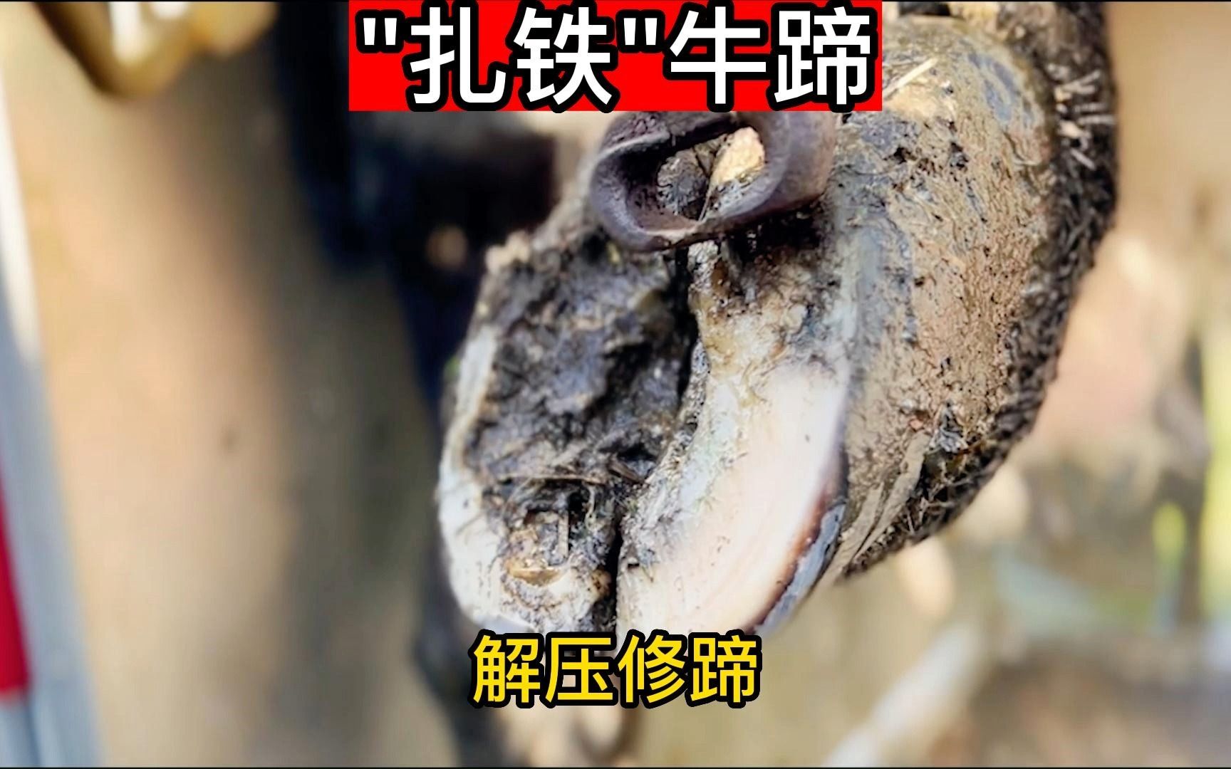 扎铁牛蹄,牛蹄扎进大铁钉,大钳子拔钉,牛牛疼的直打摆子