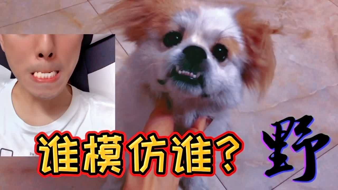 狗狗模仿秀,主人做什么狗狗就做什么,你是在逗我吗?
