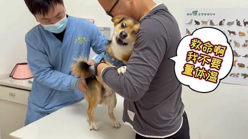 医生给狗狗量体温,当体温计插入菊花那一刻,狗狗竟吓得大哭起来