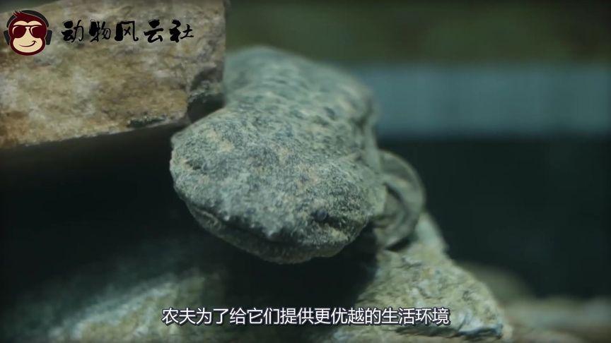 张家界的守护“神兽”是国家二级保护动物,现已有上万个后代