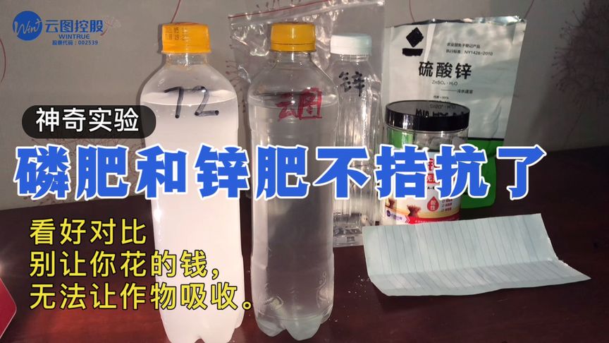 神奇的实验,颠覆你的认知!磷肥和锌肥竟然不拮抗了。