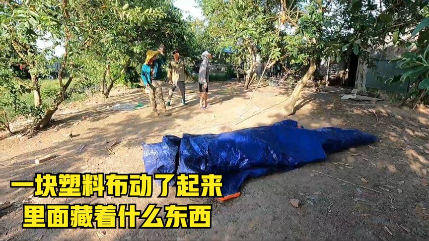 一块塑料布突然滚动了起来,里面好像藏着什么东西