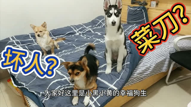 假装成坏人拿刀杀狗,土狗吓得哇哇大哭
