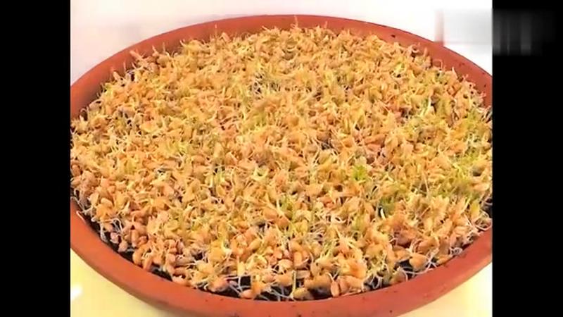 延时摄影展示小麦生长过程!感受生命的力量!