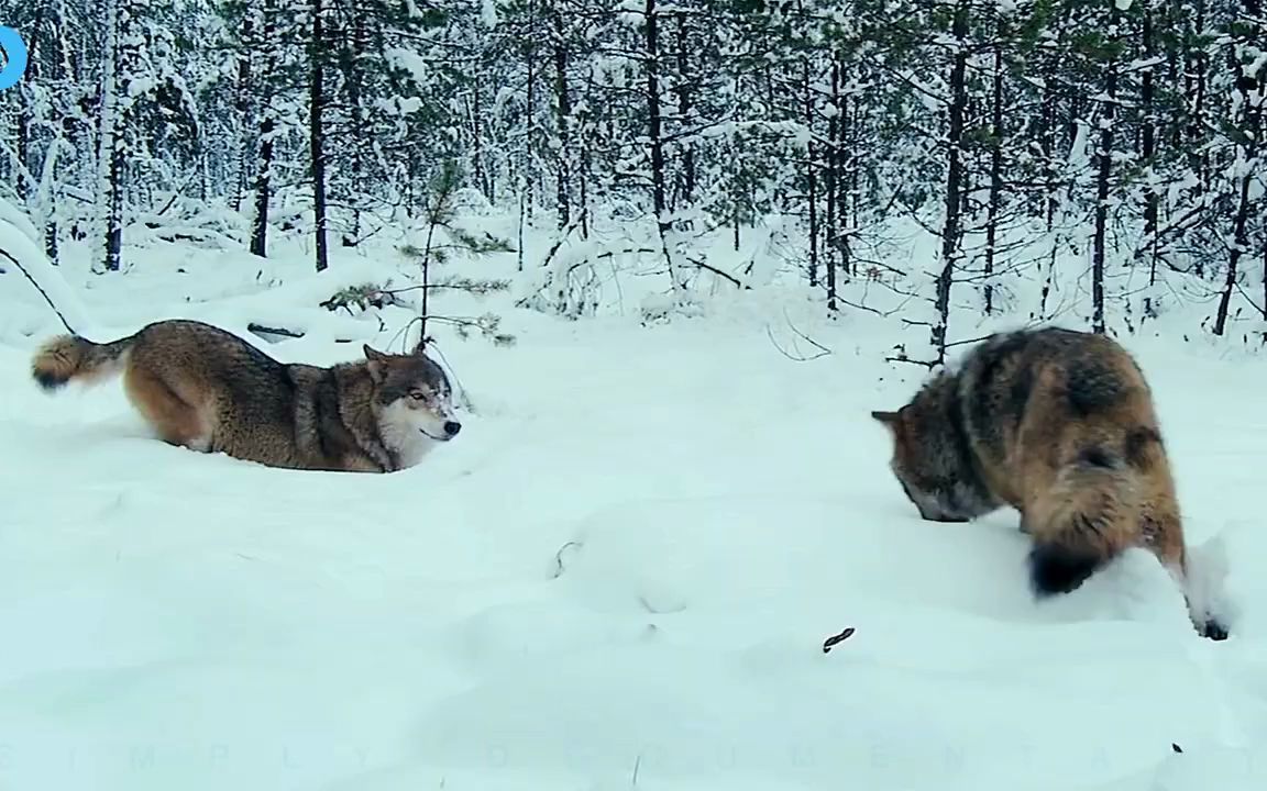 全球森林 _ 自然纪录片 2022