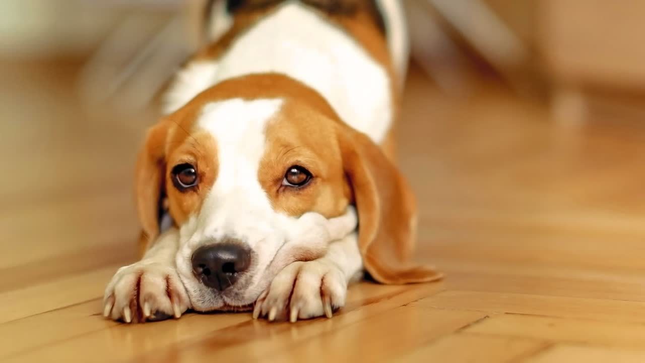 被别的狗咬了一口,就天天蹲在路口试图复仇,镜头记录全程