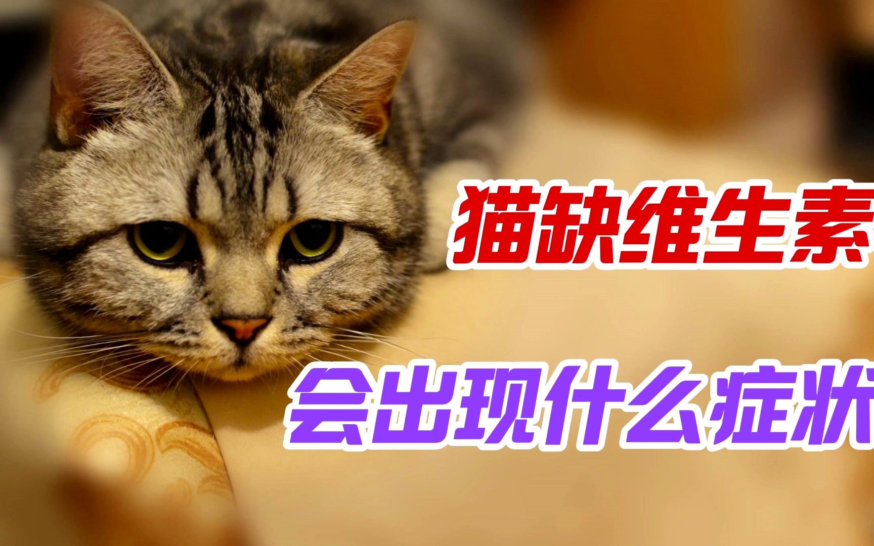 猫缺维生素会出现什么症状