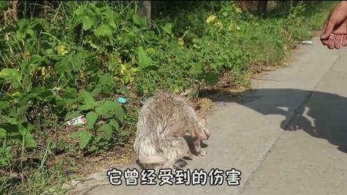 人类才是伤害动物的罪魁祸首,别说什么善良,都是装出来的!