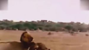 10万元买回的比特犬,与藏獒打了起来,谁知差一点就被藏獒秒杀