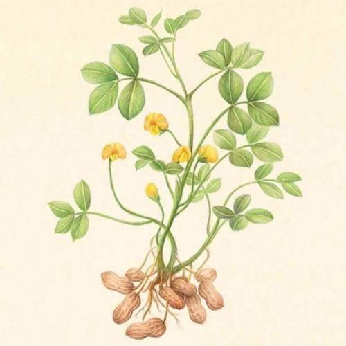 扒一扒花生那点事队 