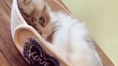 小猫咪撒娇,好萌