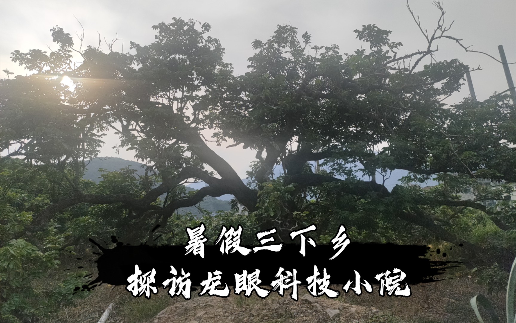 ...实践活动:走进龙眼科技小院———大学生下乡调研采访龙眼篇来喽ߌ