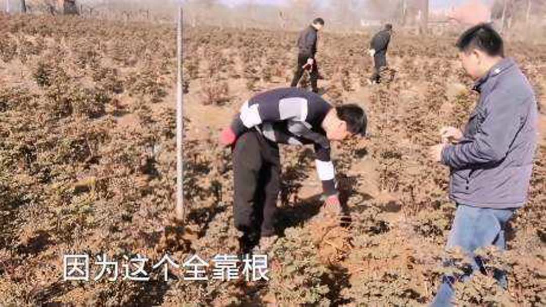 为何洛阳春季反对栽牡丹,风景无限探访牡丹到底何时栽最好