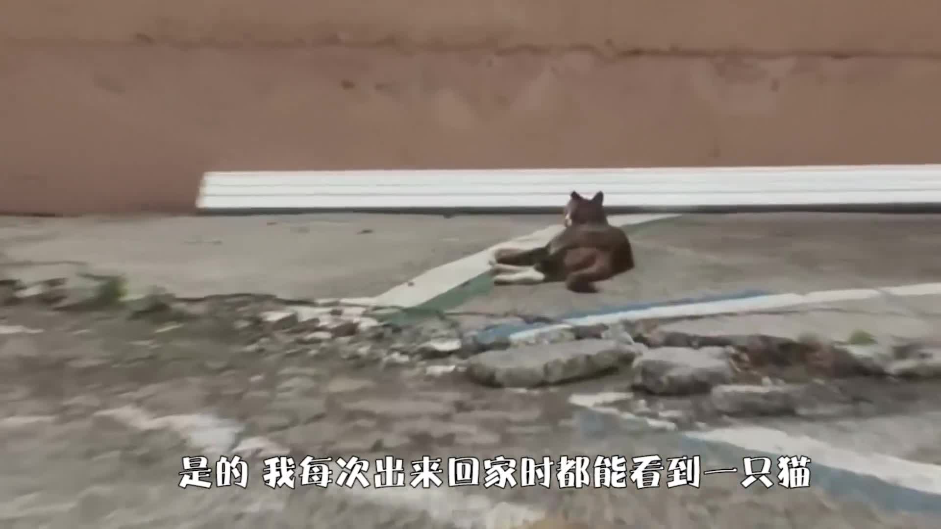 小猫被困下水管道,被逼急的母猫这样求助,看完泪目了