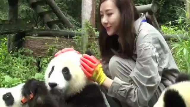 小熊猫的日常生活,轻轻的一个小动作,就俘虏了无数人的心