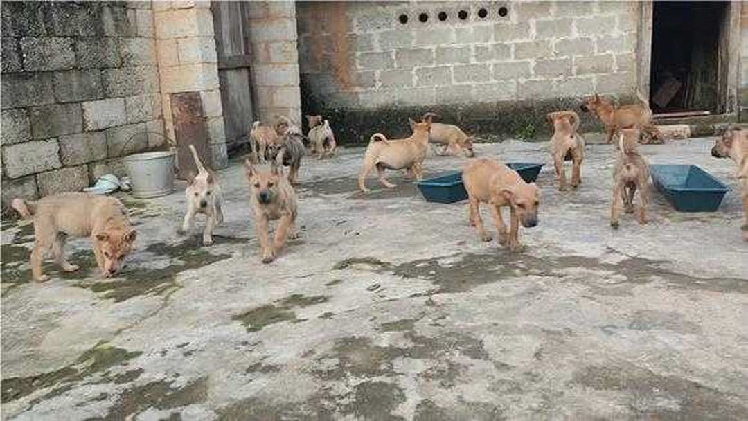 农村散养狗,"稀有中药治狗病",效果不错