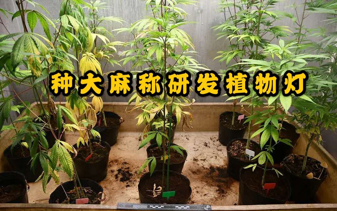 灯具商在家种大麻被查,自称是为研发植物灯