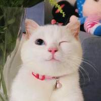 哎呀种草 