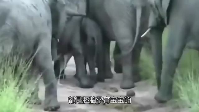 羊宝宝不愿出生,生到一半死活要把自己塞回进去,视频记录全过程