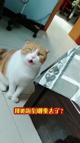 #可爱的小猫咪 #萌宠 #住小帮 #装修#装修app