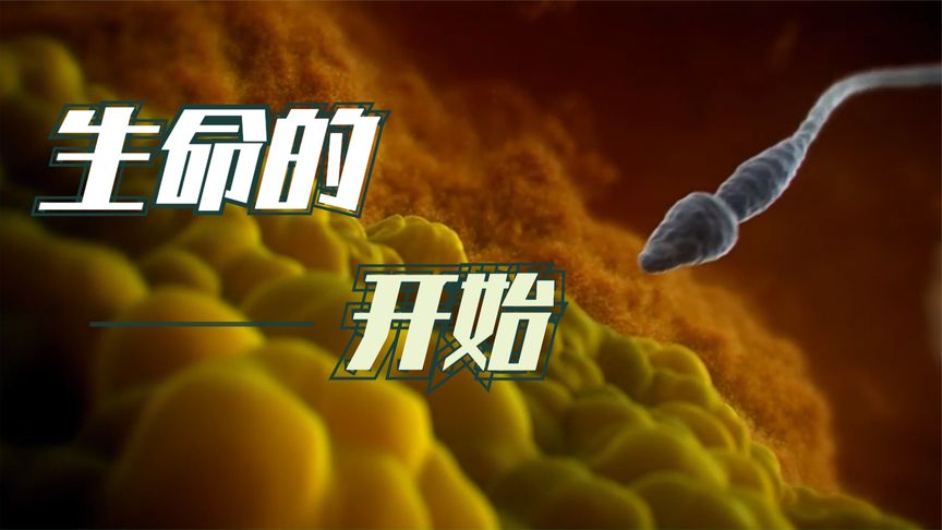 生命的开始