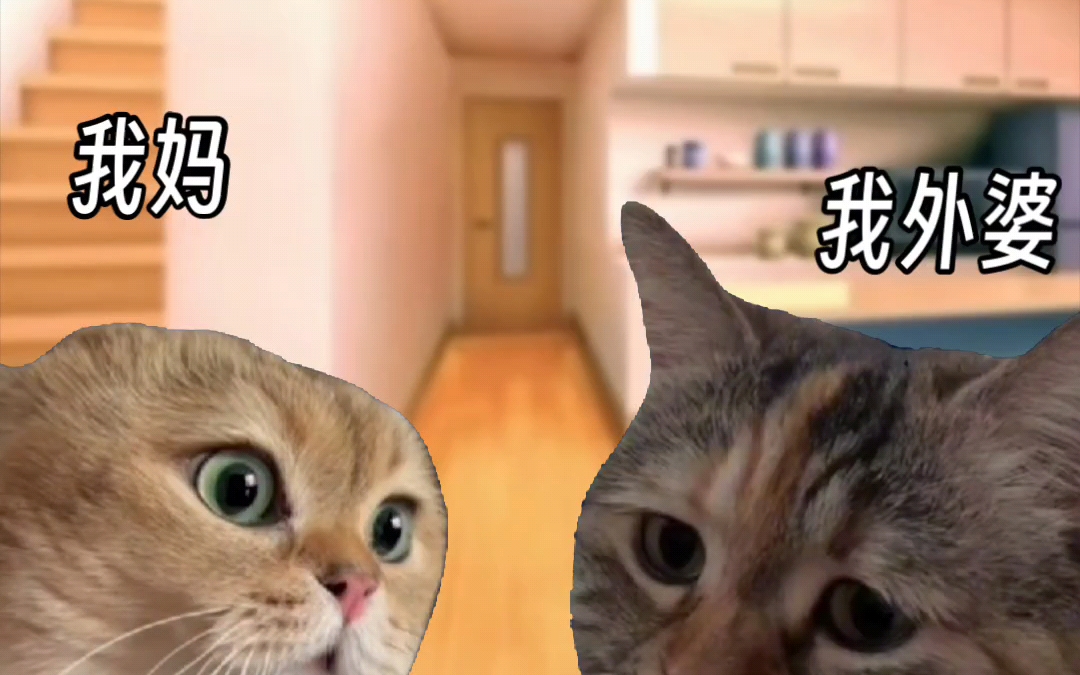 【猫meme】关于我爸对我妈一见钟情但是其实都是我妈的阳谋这事(上)