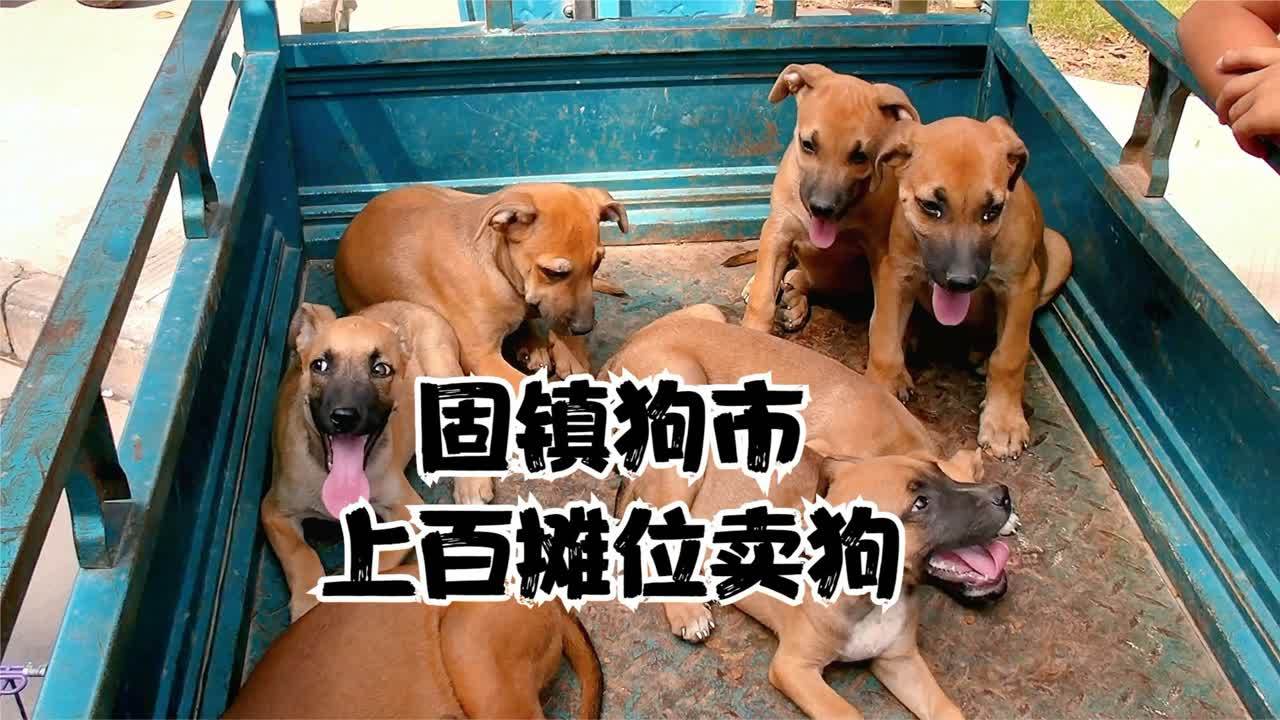 蚌埠:固镇狗市周日开市,路边摆摊卖狗,看看狗崽都是什么价