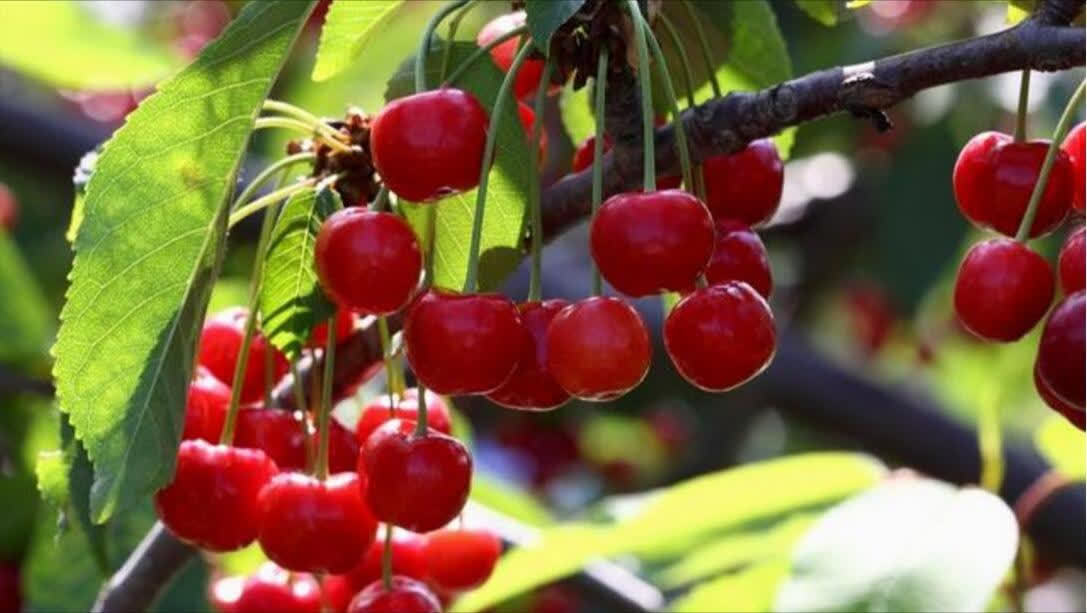 樱桃种植这样产量高?其实管理到位,不怕没产量