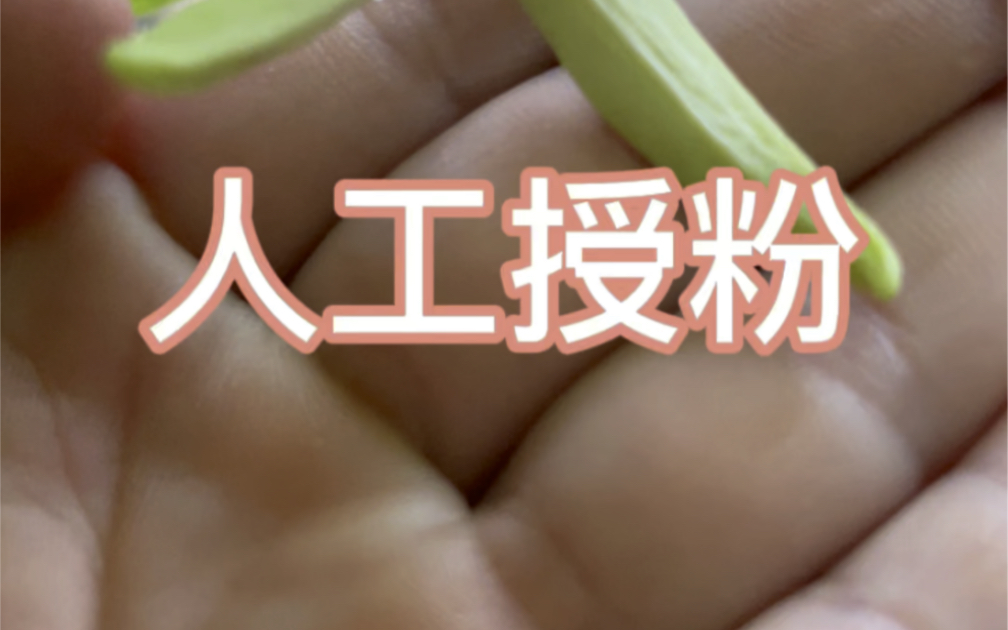 此授粉方法合适业余种植,产业种植最好使用授粉器授粉,#释迦果 #2023...