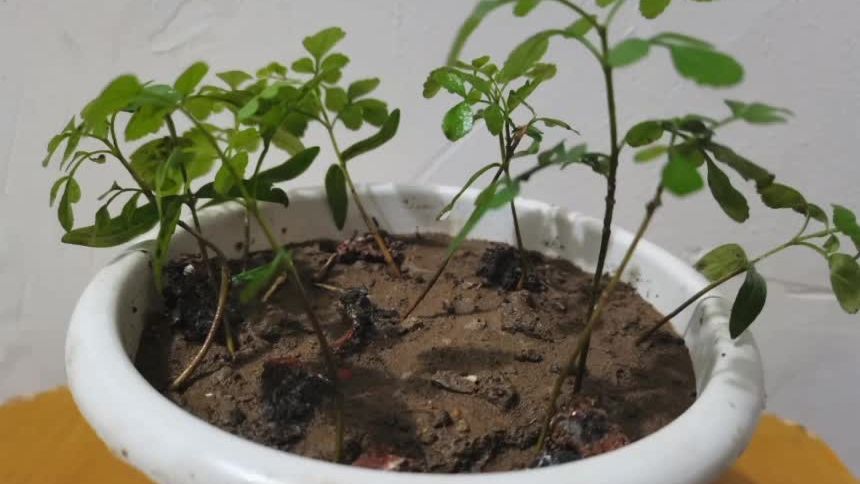 盆景之王对节白蜡,刚出生的小苗苗