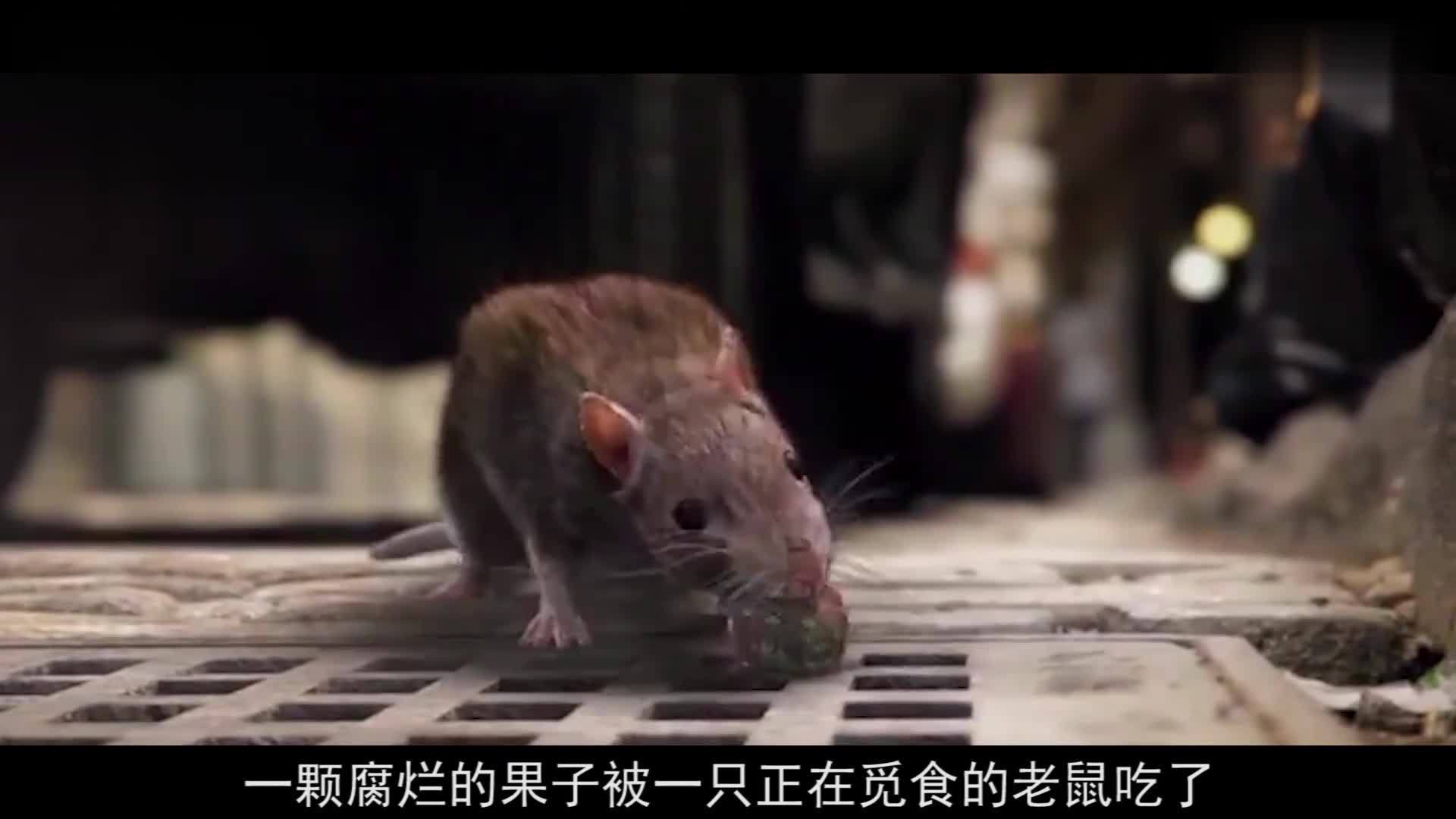 老鼠尸体发霉没人管,最后蔓延成无尽的绿植,吞噬了整个地球!