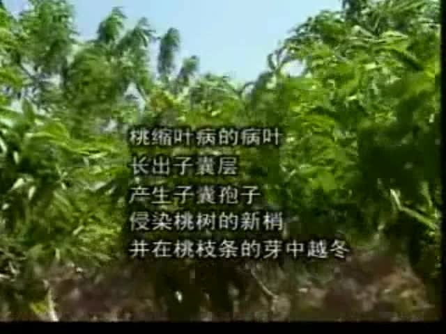 桃树栽培技术视频 新手必看